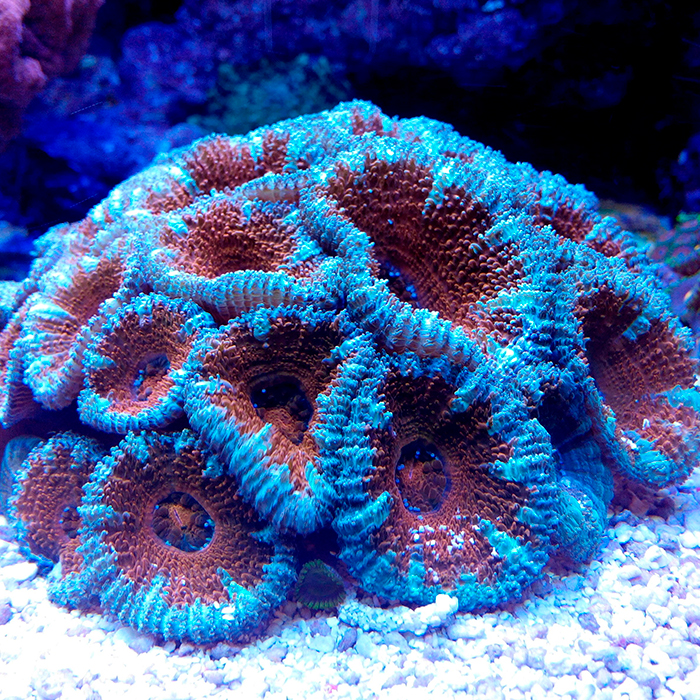 Aquatic Line – Tienda online de acuarios de vidamarina