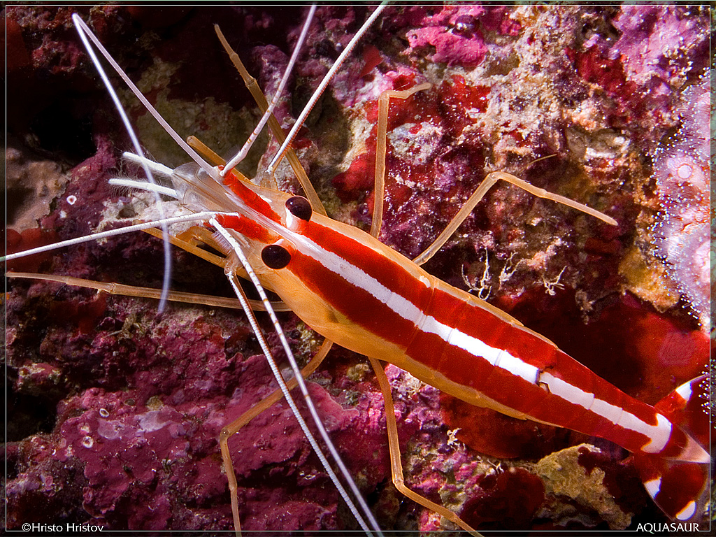 Lysmata amboinensis – Aquatic Line