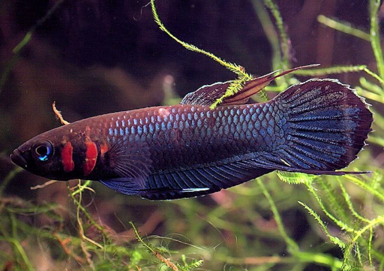 El Beta o Luchador del Siam. Parte 1. – Aquatic Line