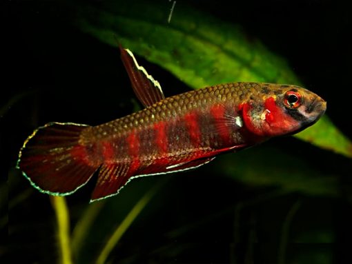 El Beta o Luchador del Siam. Parte 1. – Aquatic Line