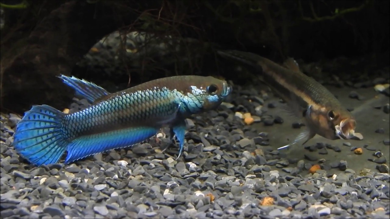 El Beta o Luchador del Siam. Parte 1. – Aquatic Line